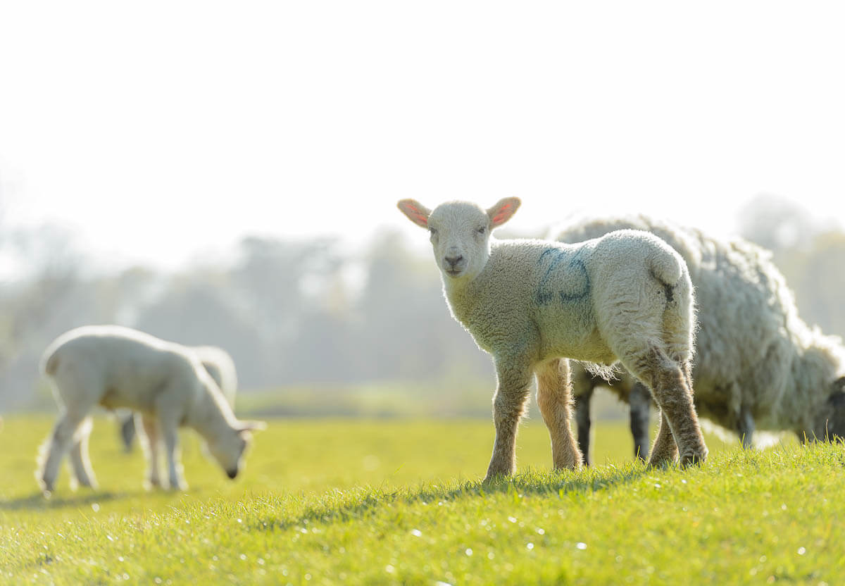 About March House Farm – March House Farm Shop, Leicestershire and Rutland