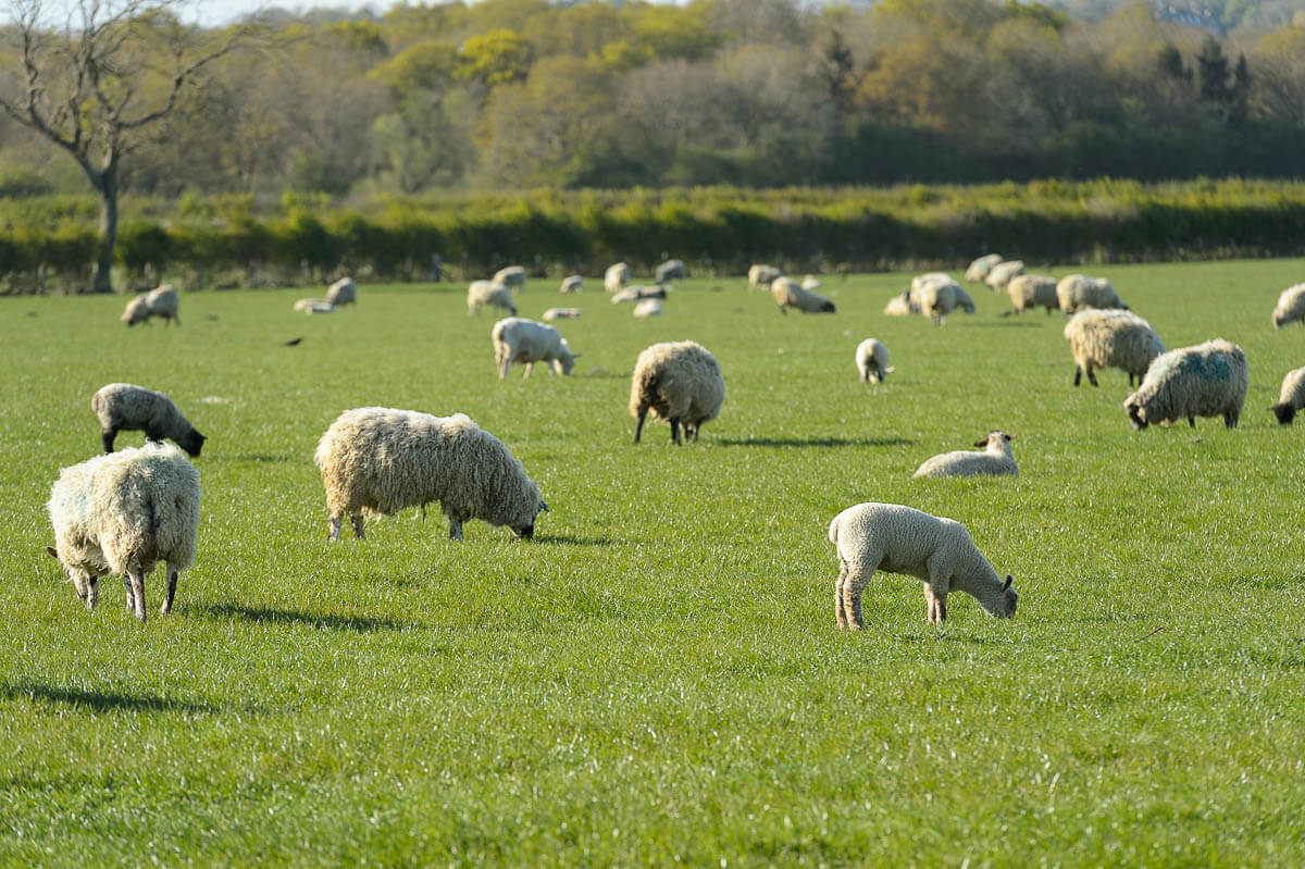 About March House Farm – March House Farm Shop, Leicestershire and Rutland